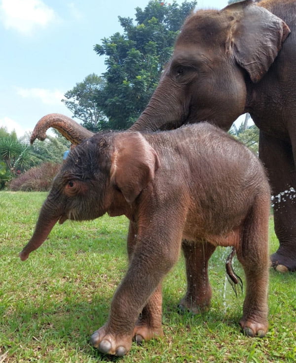 Kaleidoskop 2022: Pertama di Sumatera, Bayi Gajah Lahir Ex Situ di Lembah Hijau Lampung ...