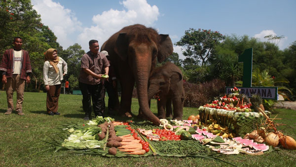 Selamat! Gajah Mega di Lembah Hijau Lampung Hamil Lagi | Lampung77.com