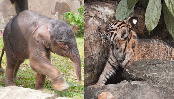 FOTO: Bayi Gajah dan 2 Anak Harimau Sumatera Lahir di Lembah Hijau ...